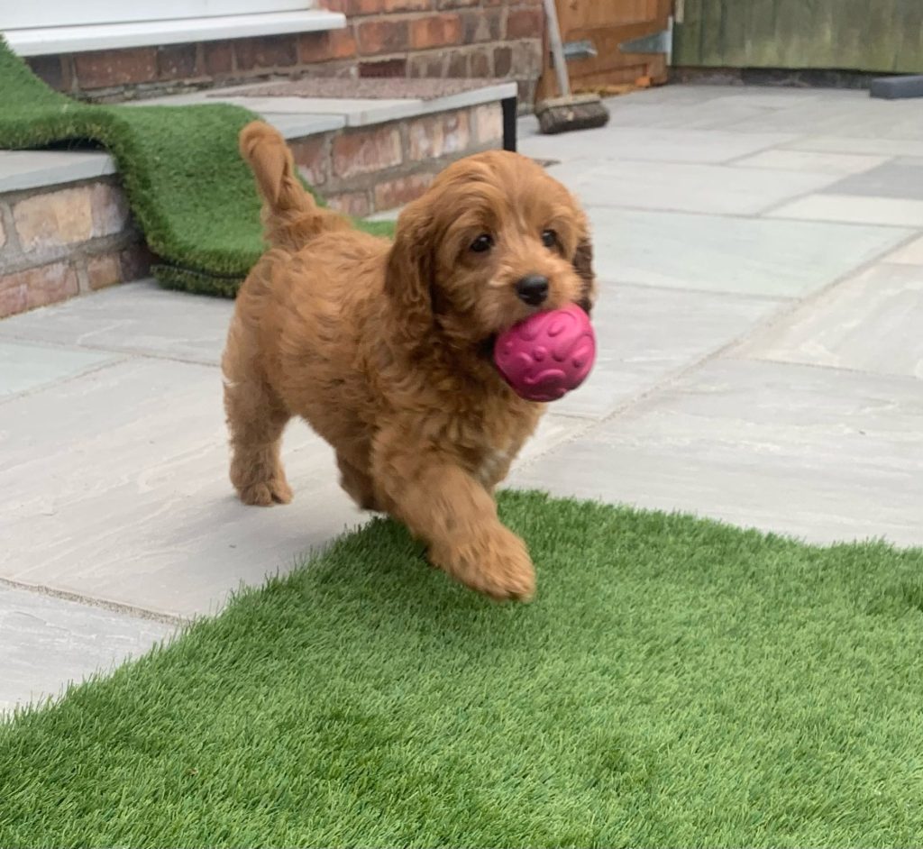 F1 Cavapoos - Ashford Kennels