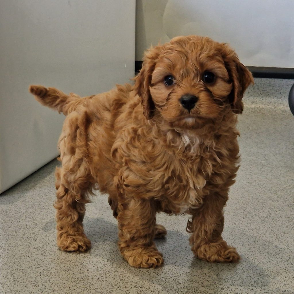 F1 Cavapoos - Ashford Kennels